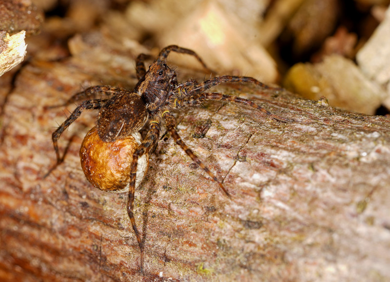 Edderkop - Leif Thøisen